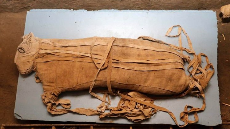 Rare mummified lions add to Egyptology buzz: Nature - Egyptfwd.org